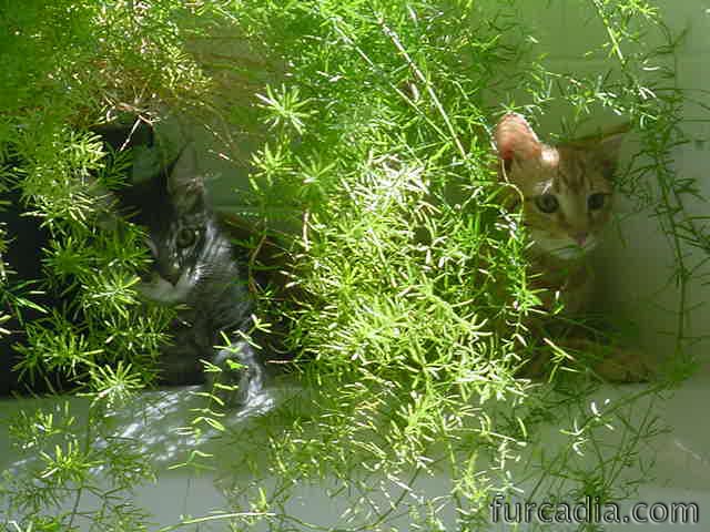 Furcadia - Caption contest images