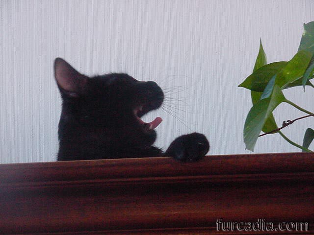 Furcadia - Caption contest images