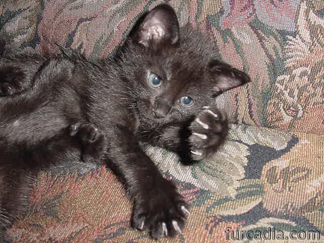 Furcadia - Caption contest images