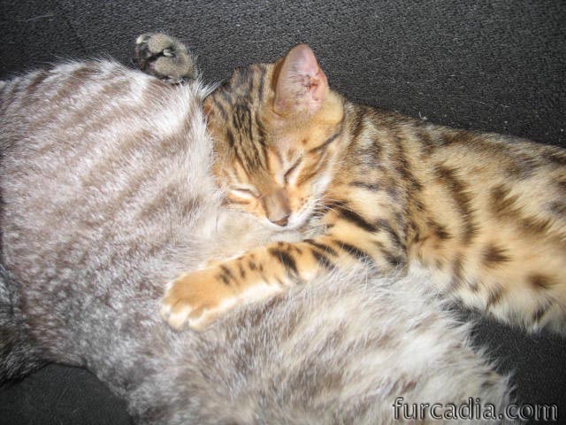 Furcadia - Caption contest images