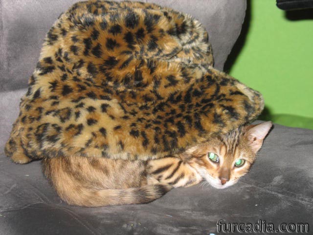 Furcadia - Caption contest images