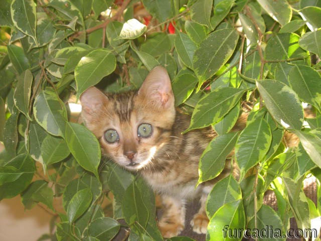 Furcadia - Caption contest images