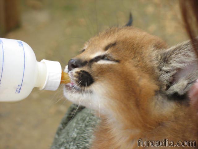 Furcadia - Caption contest images