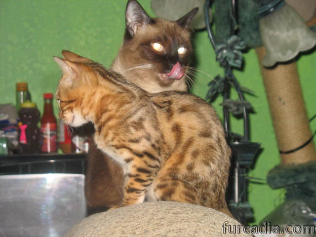 Furcadia - Caption contest images